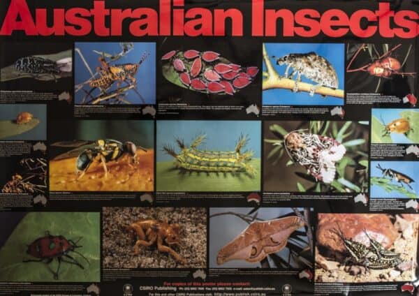 CSIRO Australian Insects Poster – Gould League