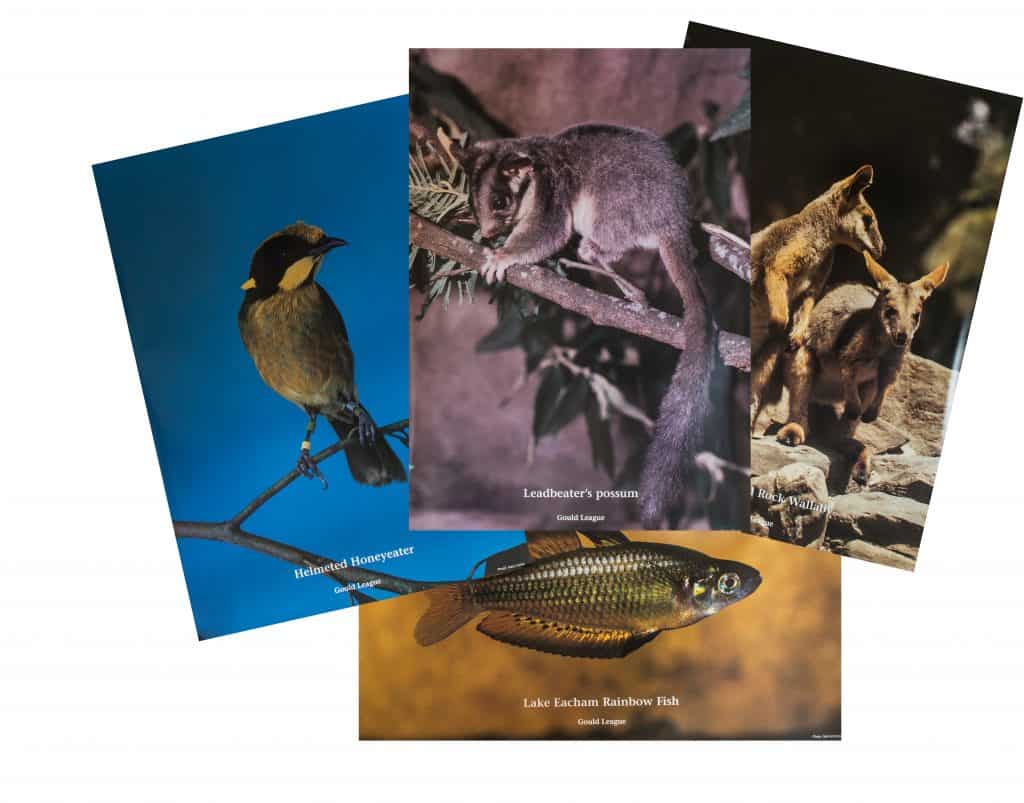 Endangered Species Posters (set of 4) – Gould League