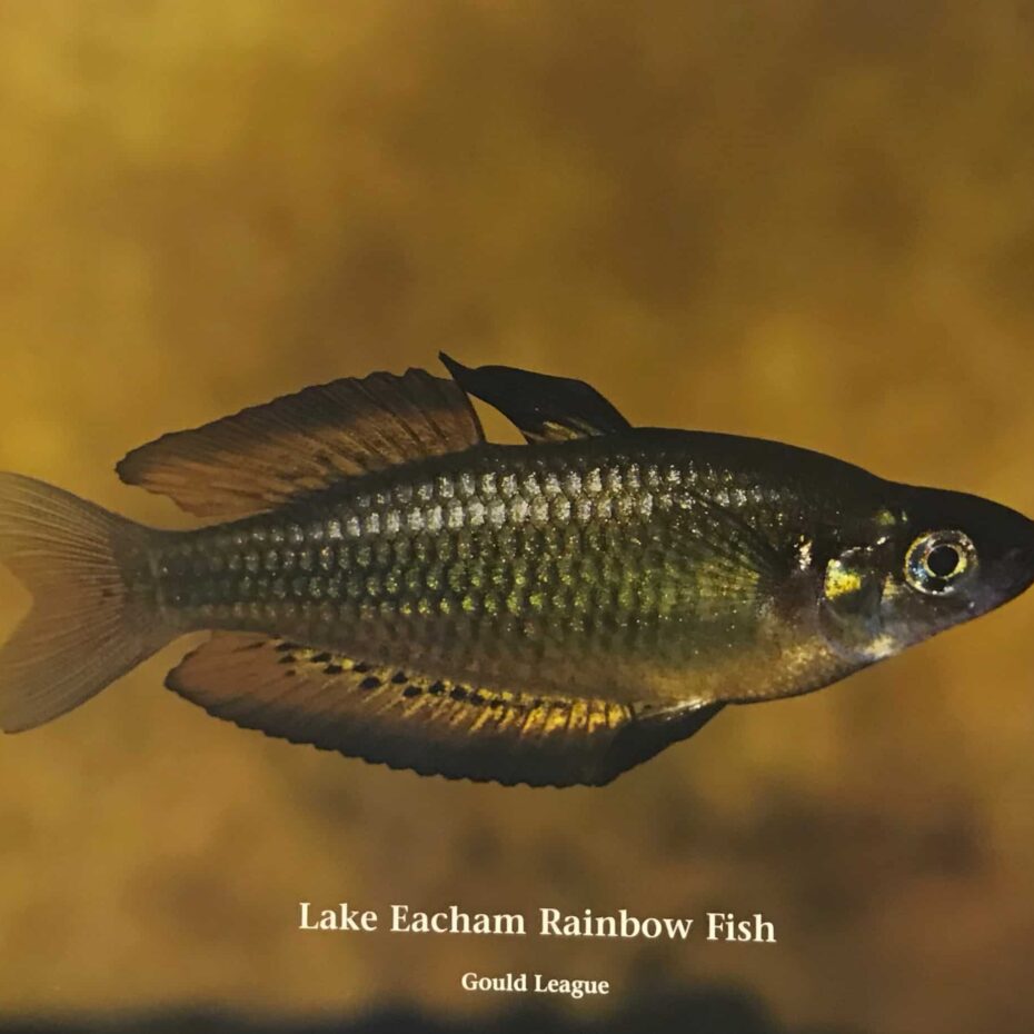 Lake Eacham Rainbow Fish (Endangered Species) – Gould League