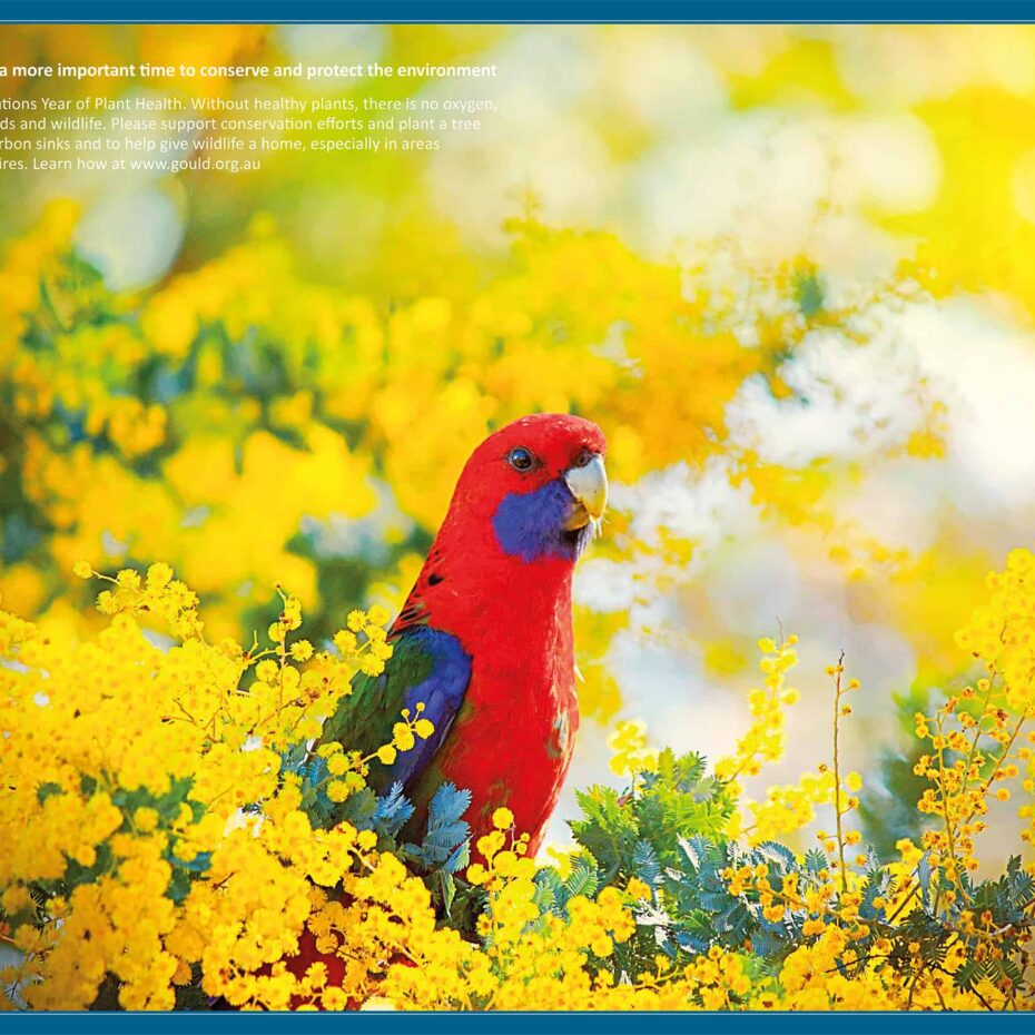 Crimson Rosella in a Golden Wattle Tree Poster – Gould League