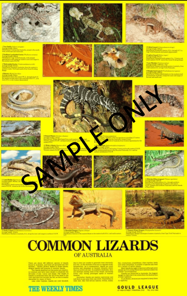 Common Lizards of Australia Poster (Archive) – Gould League