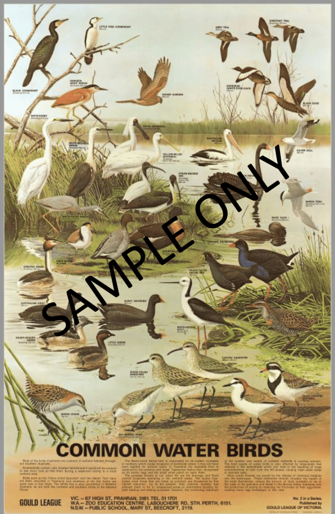 Common Water Birds Poster (Archive) – Gould League