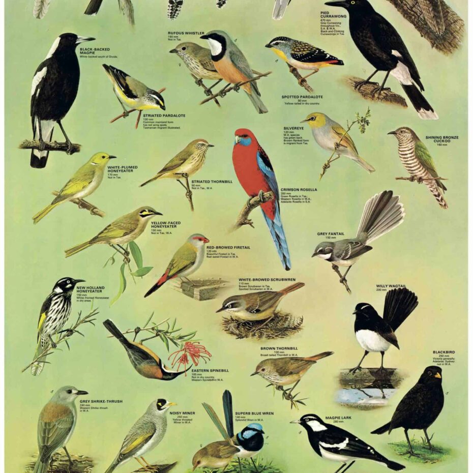 Common Garden Birds in the City of Kingston Poster – Gould League