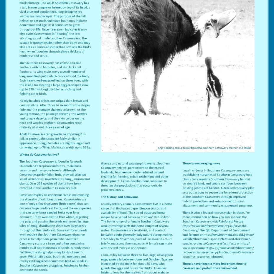 Southern Cassowary Poster – Gould League