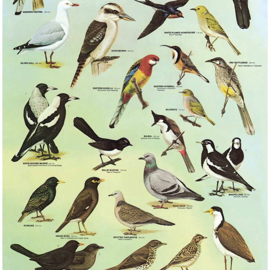 Common Urban Birds of Australia (Archive) – No 1 in the Series. Circa ...